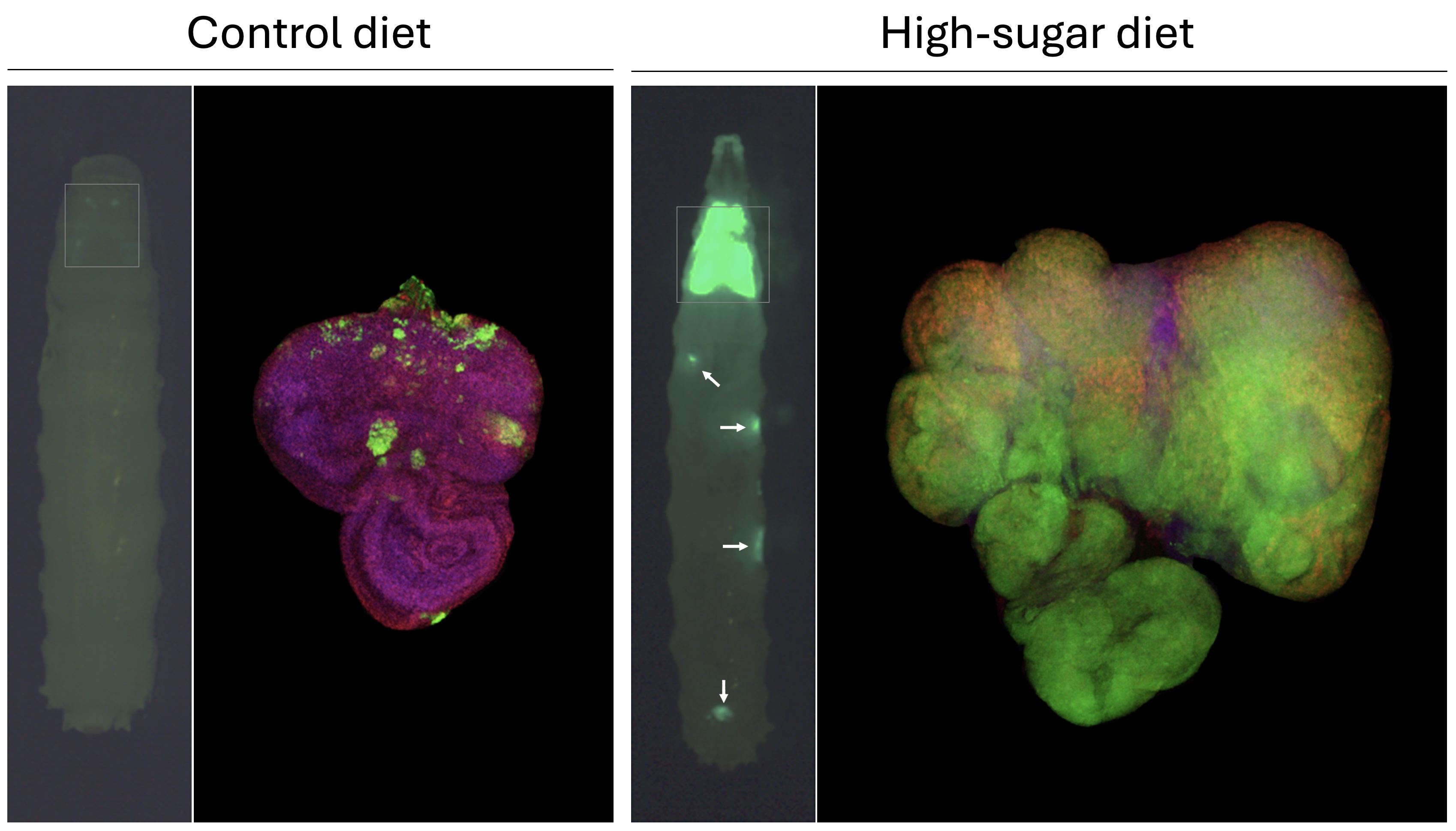 Department of Cancer Metabolomics | Sasaki Institute